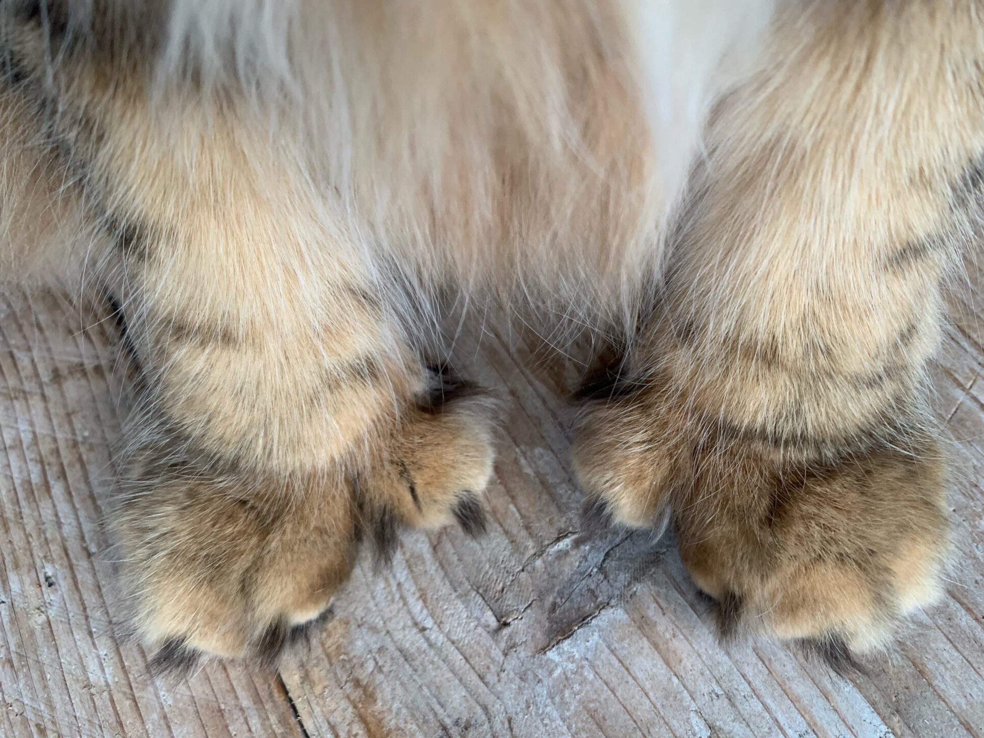 Kattentrimsalon Breda – Dé ambulante trimsalon van Breda